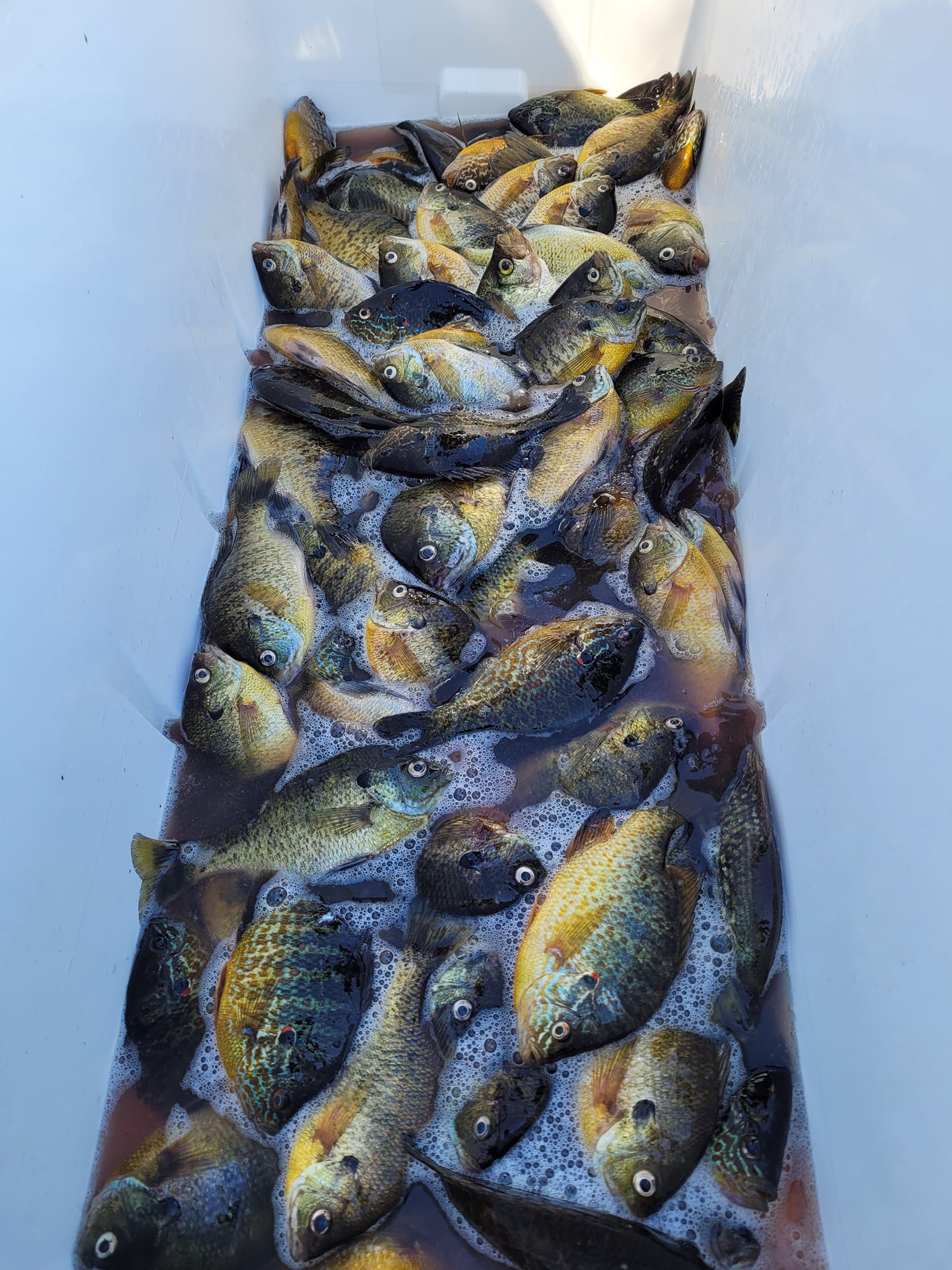 Fish We Catch – Keepin It Reel Charters